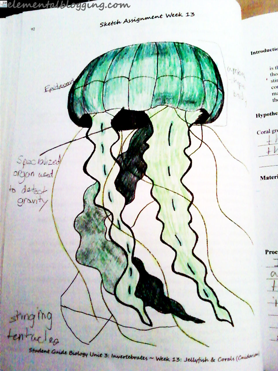 Elemental Science’s Biology for the Logic Stage: Day 3 & 4