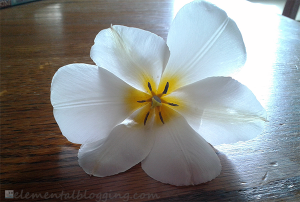 Science Corner: Spring Flower Dissection