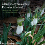 Snowdrops – when You See These, You Know Spring Is Almost Here!
