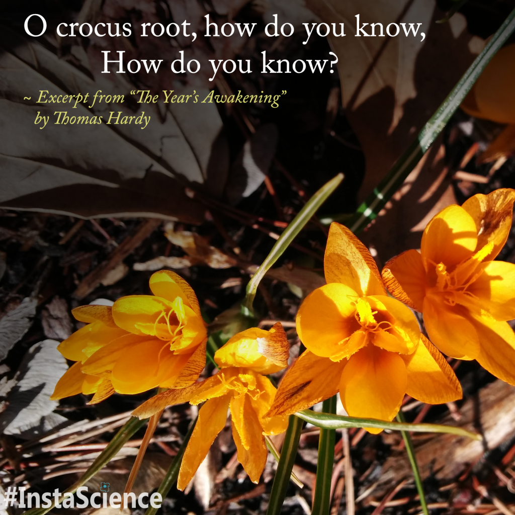 The Charming Crocus – Find it in Siberia and Your Backyard